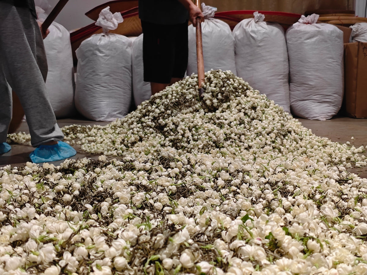 Fuzhou Jasmine Tea - Introduction – One River Tea
