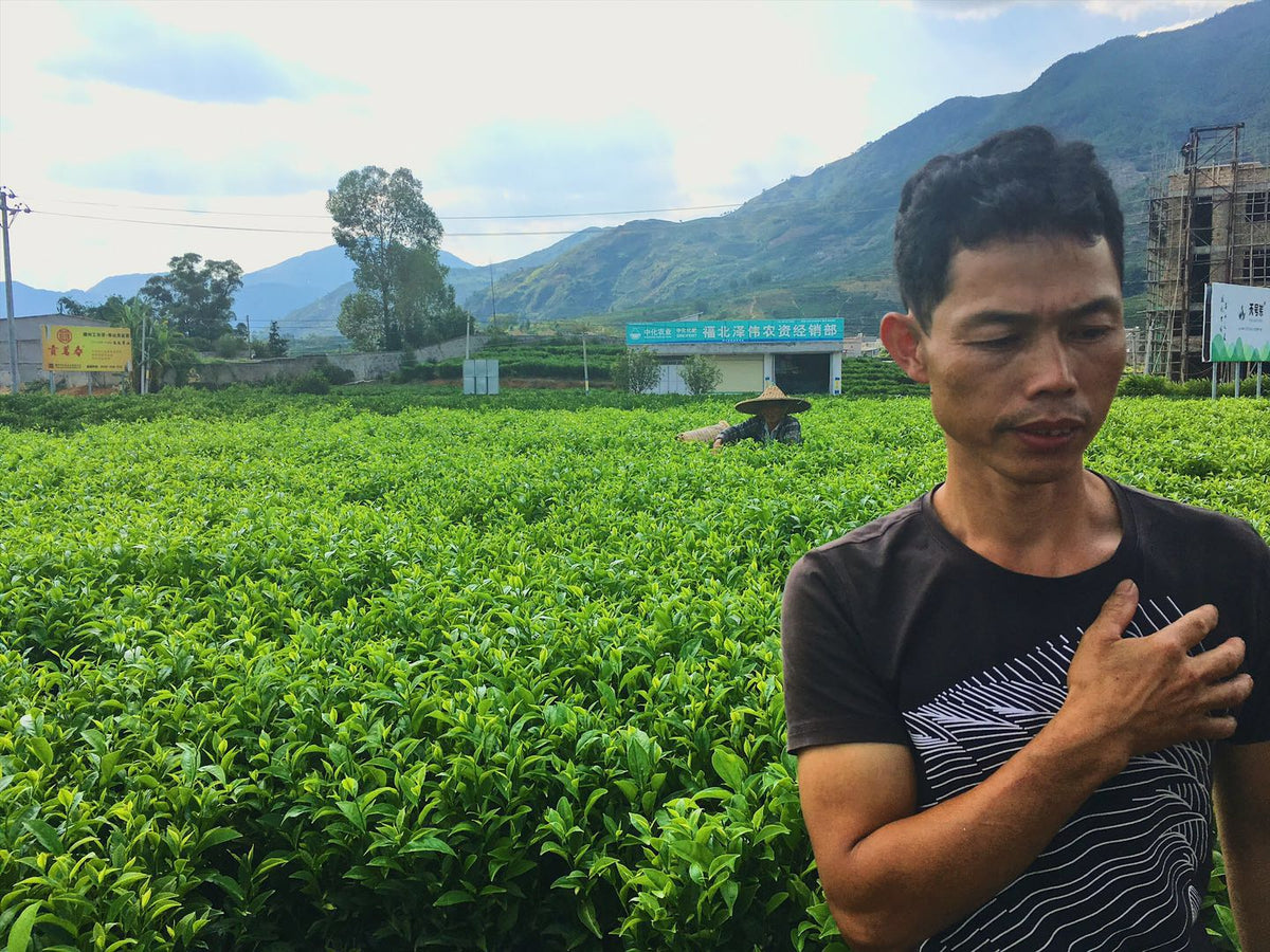 Lin Family Dancong Maocha – One River Tea