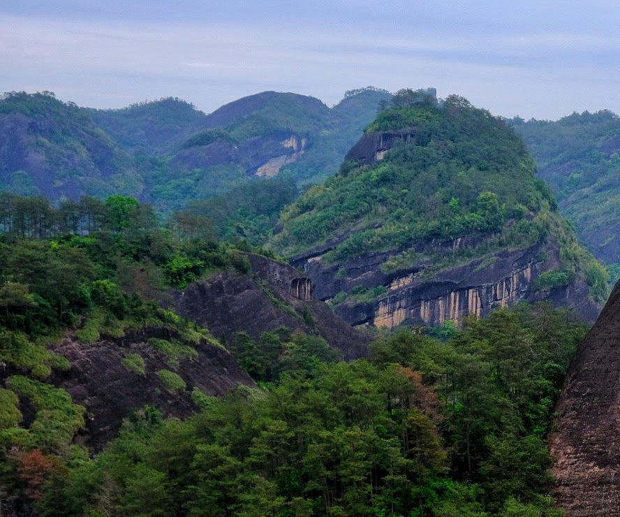 Wuyi Rock Tea – One River Tea